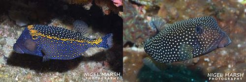 Sorting the Boxfishes